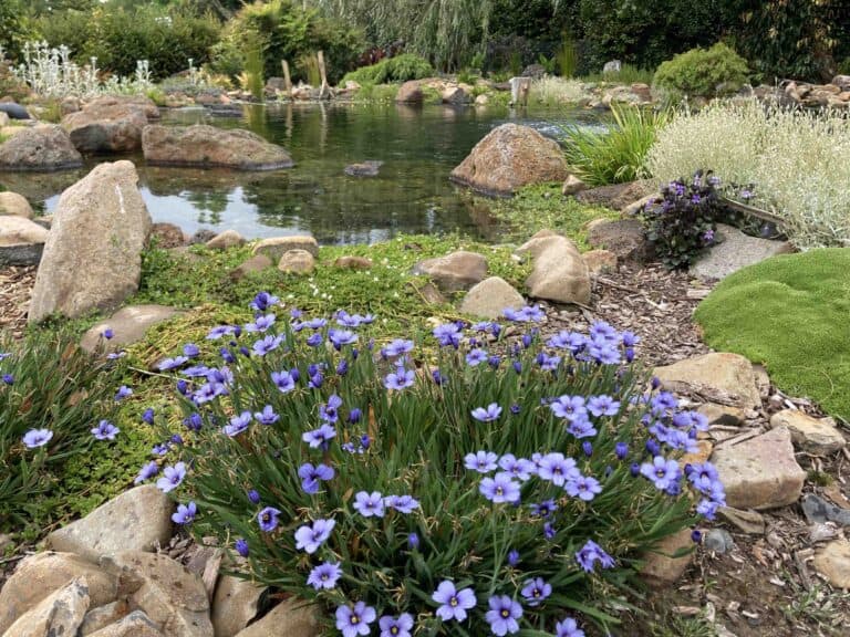 Designing Your Own Backyard Ecosystem Pond: A Step-by-Step Guide – Ozponds Designing Your Own Backyard Ecosystem Pond: A Step-by-Step Guide – Ozponds