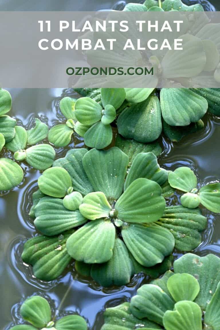 Natural Algae-Fighting Pond Plants: A Quick Guide to a Clearer Pond ...