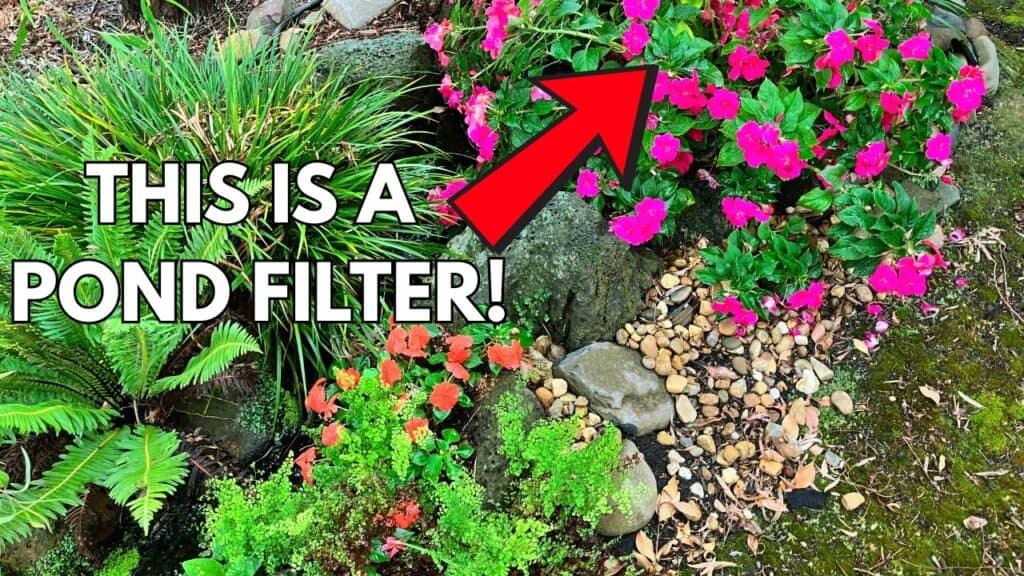 What If You Don’t Have Room for a Bog Filter? – Ozponds