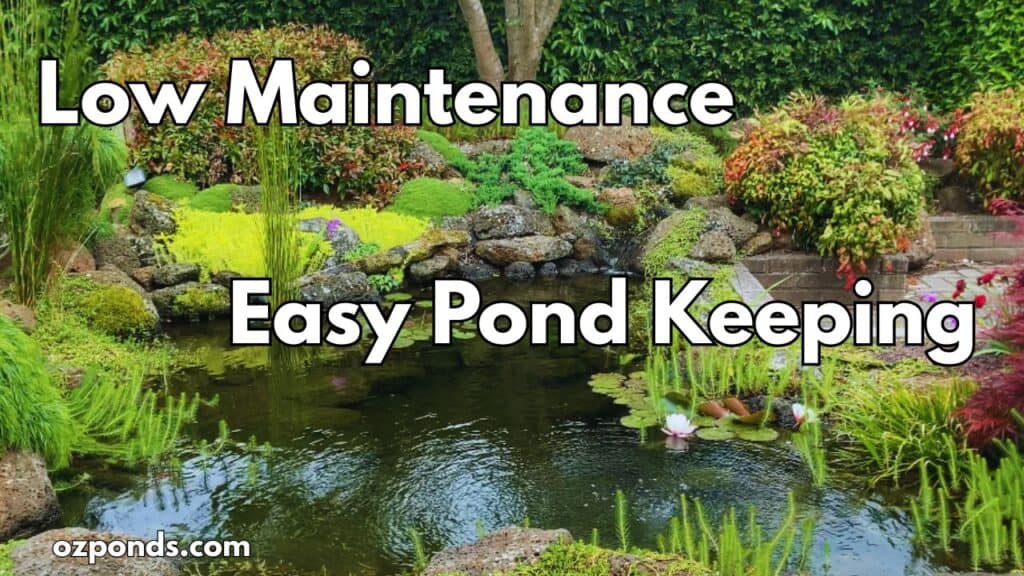 How to Create an Ecosystem Pond — A Simpler Way to Maintain a Pond ...