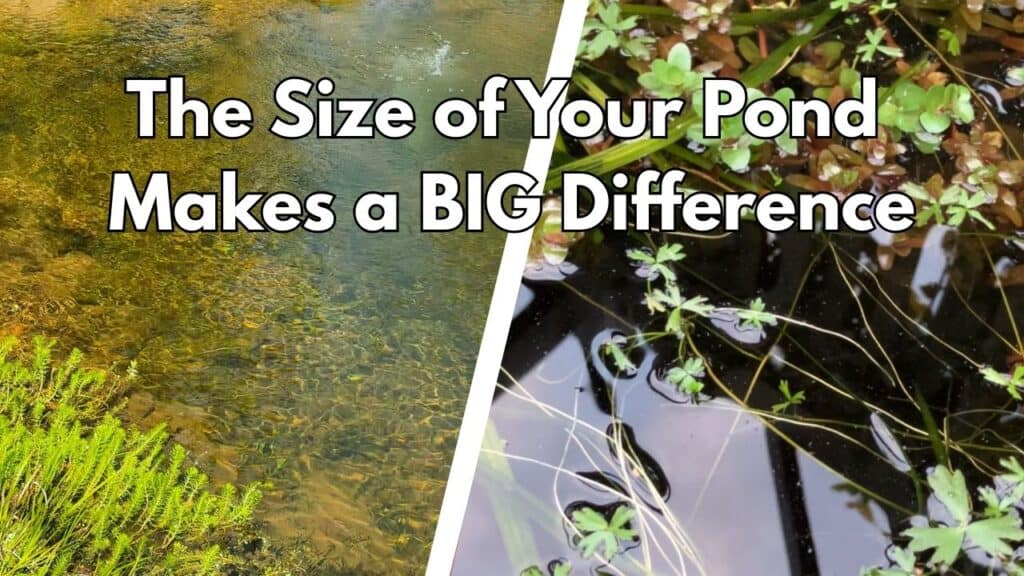 Why Pond Size Matters (More Than You Think) – Ozponds