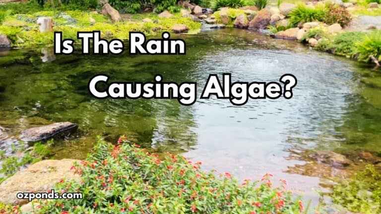 Is Rainwater Causing Algae in Your Pond? Understanding KH, Stability ...